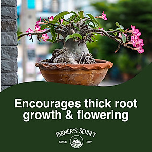Farmer's Secret Desert Rose Liquid Plant Food Fertilizer (8oz) - Super Concentrated - Promote Flowering and Trunk Growth - 3:11:8 Ratio