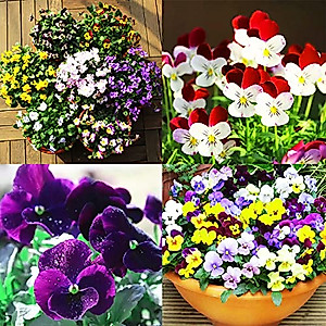 100 Pcs Viola Johnny Jump Up Flower Seeds, King Henry Viola Seeds for Planting (Viola cornuta) Seeds