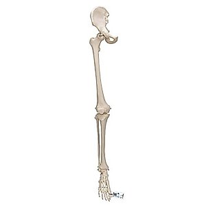 3B Scientific A36 Leg Skeleton w/Hip Bone - 3B Smart Anatomy