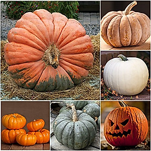 Seed Needs, 100+ Spooky Blend / Mixture Pumpkin Seeds for Planting (Lumina White, Jack O Lantern, Baby Boo, Blue Jarrahdale, Cinderella, Fairytale & More!) Heirloom, Non-GMO & Untreated Bulk