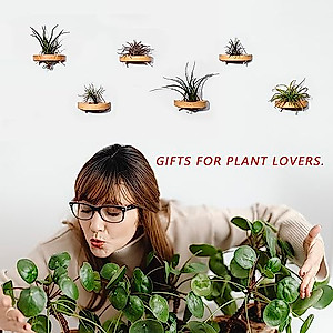 MITIME air plant holder, small air plant display stand. Wall mount to save space, wall decoration. (Plants not included) (Set of 6)