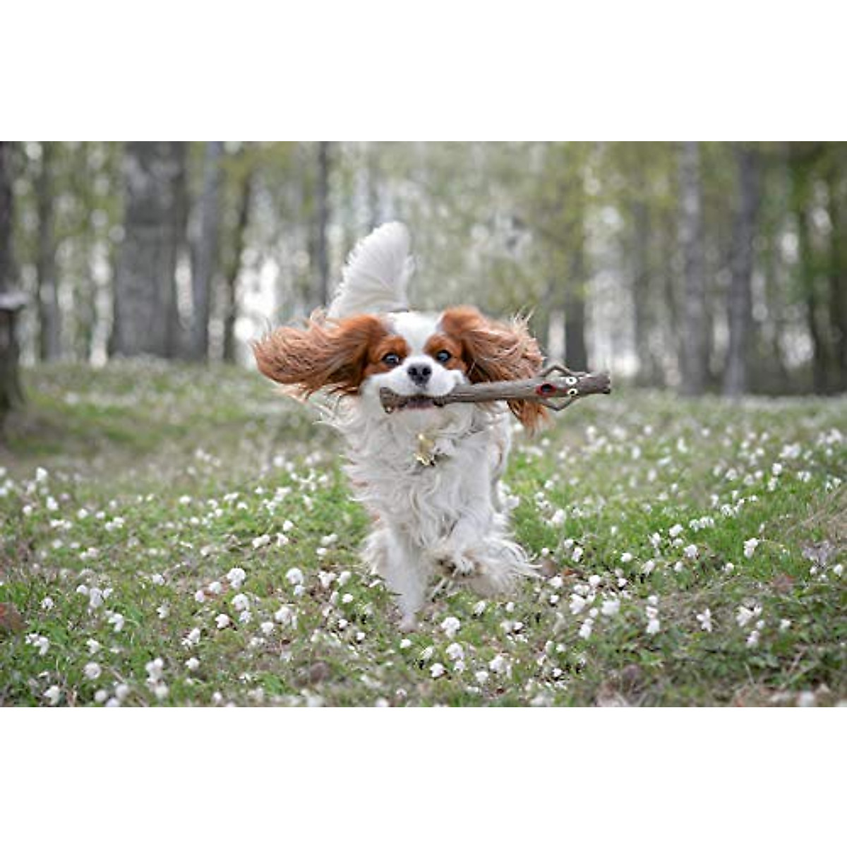 DOOG - The Supersticks Incredible Stalk Fetch Toys Safer Than Real Sticks, Splinter Free, Glow-in-The-Dark Eyes, Floats, Easy to Clean