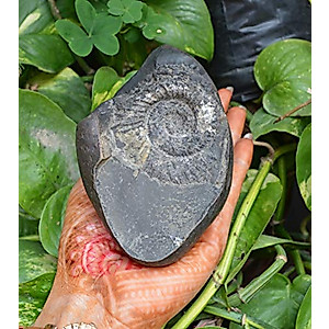 Shiva Lingam Shop Natural Shaligram, Religious Gifts, Sudarshan Saligram Stone, Sudershan Shaligram Gandaki River Nepal, Ritual Object Iconic Symbol of The God Vishnu from Nepal~I-4885