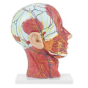 Brain Model Anatomical Medical Scientific Education Human Head Brain Neck Median Section Study Model with Muscular Vascular Internal Structure