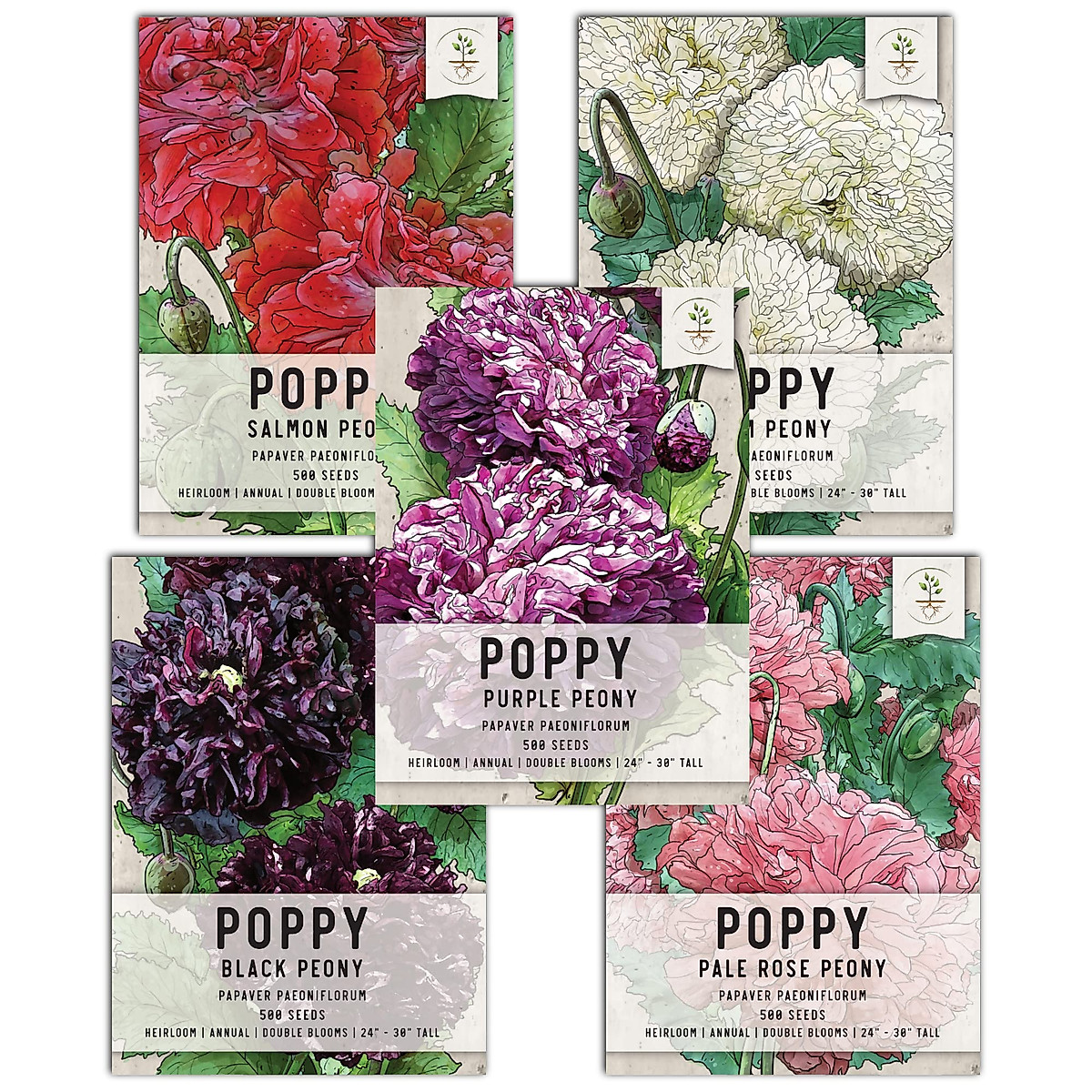 Seed Needs, Peony Poppy Seed Packet Collection (5 Individual Varieties of Poppy Seeds for Planting) 2,500 Seeds Collectively Including Pale Rose, Salmon, Cream, Black and Purple