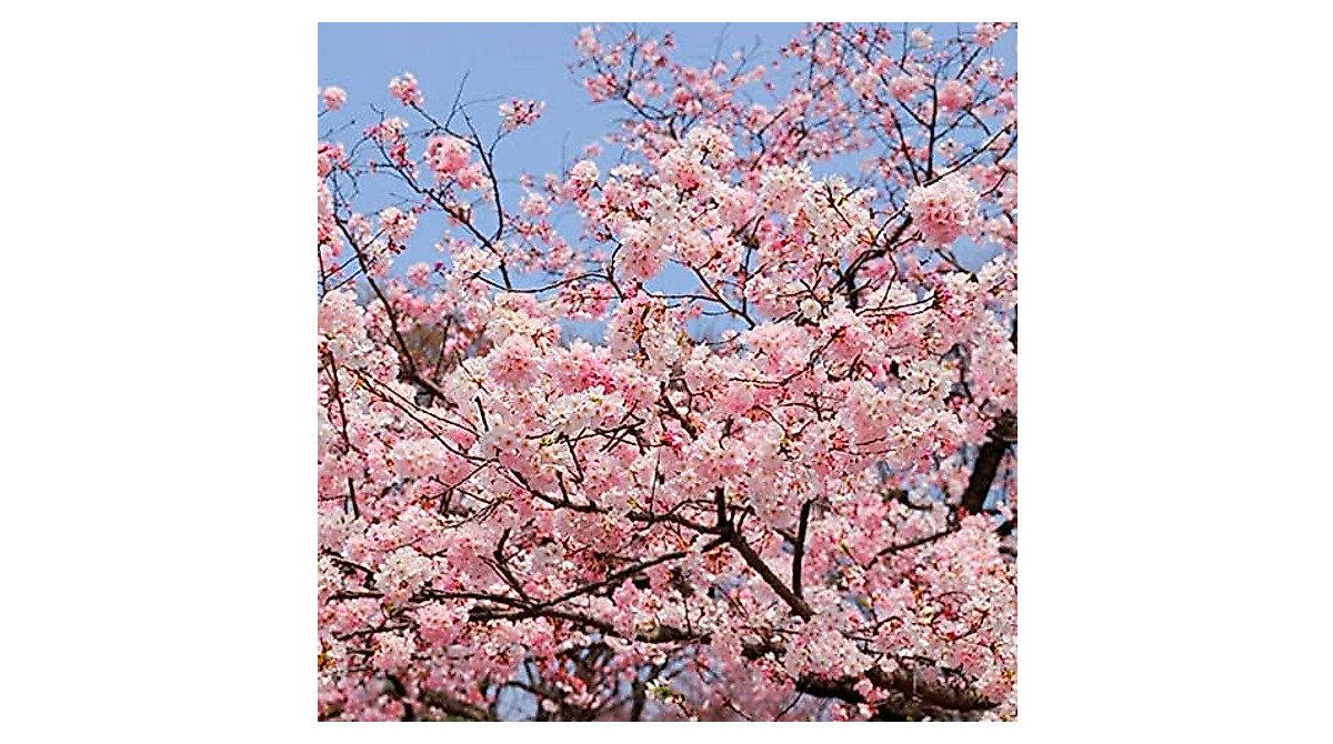 Rare Japanese Sakura Seeds - 35+ Pcs for Planting