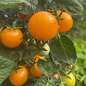 20 Orange Hat Tomato Seeds Dwarf Tomato Plant Seeds for Planting Outdoor Garden