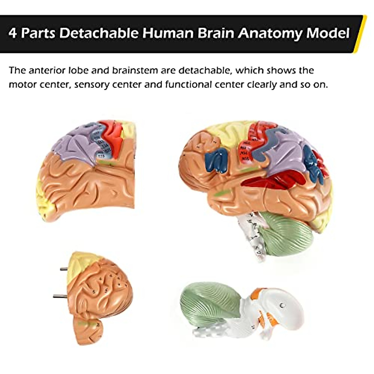 Dyna-Living 2X Life Size Human Brain Model for Learning