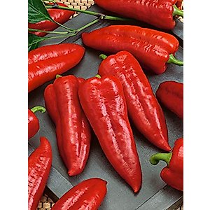 75+ Marconi Red Pepper Seeds- Imported Italian Heirloom
