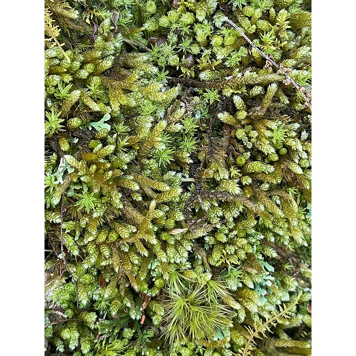 Living Mixed Moss Perfect for terrariums, Bonsai and kokedamas 9"x12" Sheet