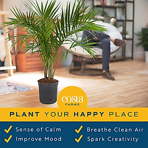 Costa Farms Majesty Palm Tree, Live Indoor Plant Potted in Grower Pot, Tropical Houseplant in Potting Soil, Patio Home Decor or Room Decor, Housewarming, 3-4 Feet Tall