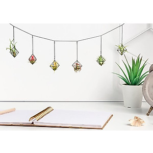 libproqia Small Air Plants Holders Black Hanging Airplants Hangers Iron Wire Airferns Display Frame Geometric Tillandsia Air Planter with Chains for Wall Mounted Himmeli Decor 6pcs(No Plants)