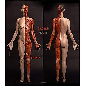Human Anatomical Muscle Bone and Skin Model - 23.6Inch Female Anatomy Figure Human Body Musculoskeletal Anatomical Model Painting Sculpture Model for Reference Art Teaching Tools