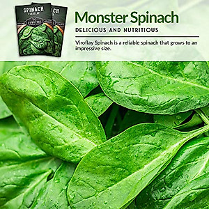 Survival Garden Seeds - Viroflay Spinach Seed for Planting - Packet with Instructions to Plant and Grow Nutritious Leafy Greens in Your Home Vegetable Garden - Non-GMO Heirloom Variety - 2 Pack