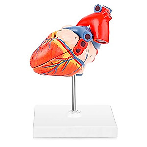 MIIRR Human Heart Model, 2-Part Life Size Heart Model Educational Tool, 3D Heart Model Anatomy, Accurate Numbered Heart Medical Anatomy Model with Magnets on Base
