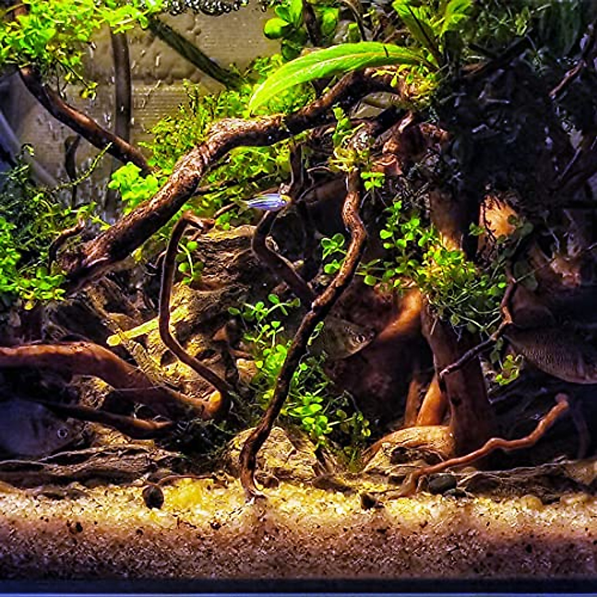 Hamiledyi 6 Pack Aquarium Driftwood Natural Spider Wood Branches Reptiles Aquarium Fish Tank Decoration Assorted(6 inch-8 inch)