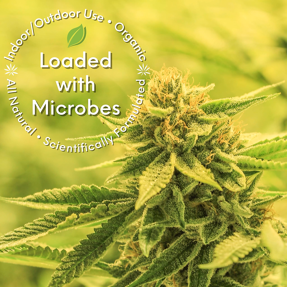 BENEFIT CANN Compost Primer .64 Ounce Organic Fertilizer, Guaranteed Analysis: 1-1-1. Beneficial Soil Microbes & Soil Mycorrhiza, 5 Billion Colony Forming Units/Gran. Use in Any Composting Operation