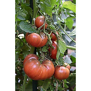 Gaea's Blessing Seeds - Tomato Seeds - Cherokee Purple Slicing Tomato - Non-GMO Seeds with Easy to Follow Planting Instructions - Open-Pollinated 96% Germination Rate