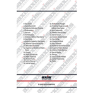 Axis Scientific Male Pelvis Model, Life Size Pelvic Human Anatomy Features Hip, Sacrum, and Coccyx, Includes Detailed Manual