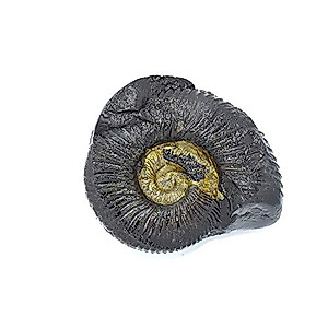 RUDRADIVINE Rudra Divine Natural Shaligram Stone/Shila AAA Quality for Home & Office from Gandaki River Nepal