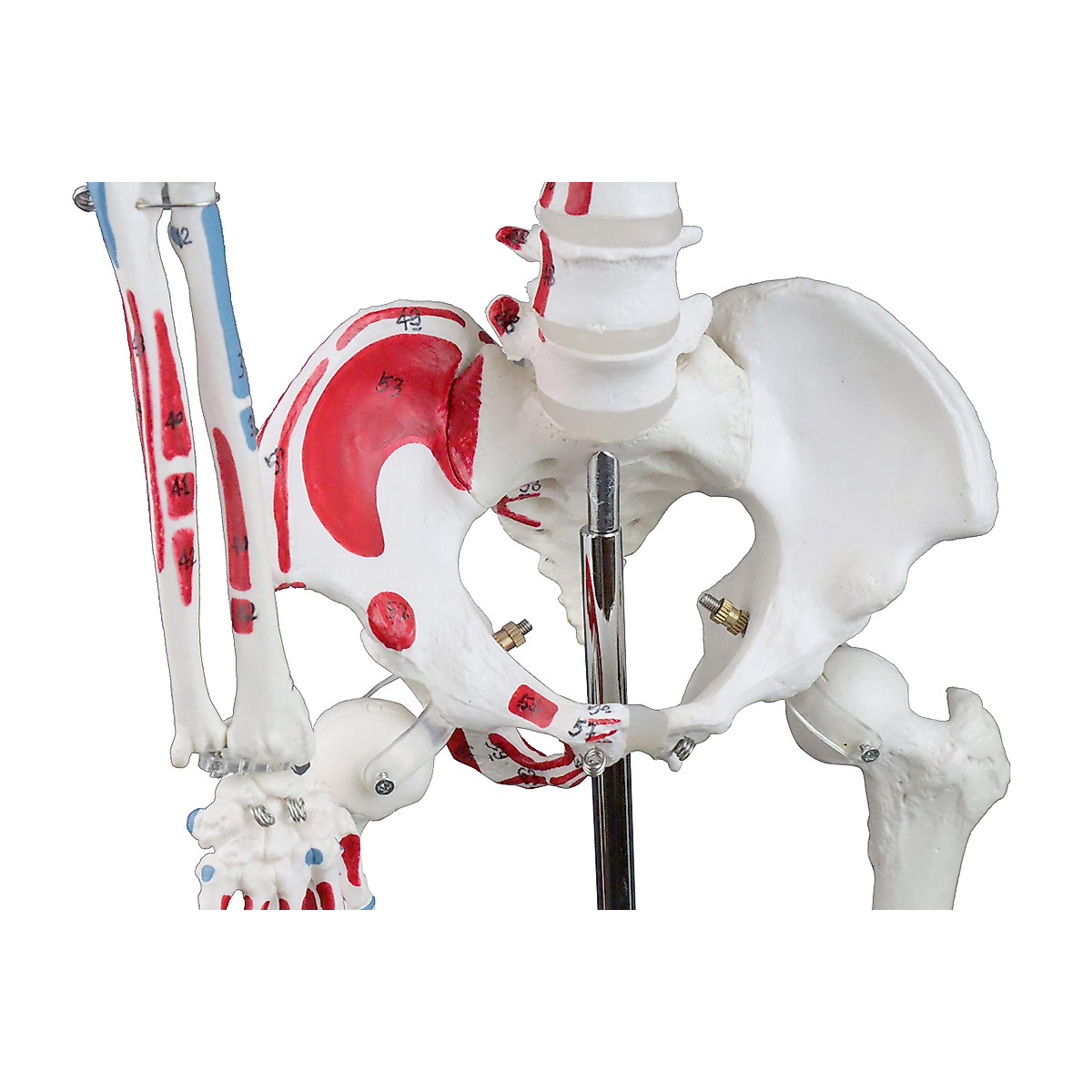 Parco Scientific PB00014 Human Skeleton with Muscles Colored and Labeled, Half Size 33" (84cm) | Wired for Natural Movement | Labelled Diagram Included