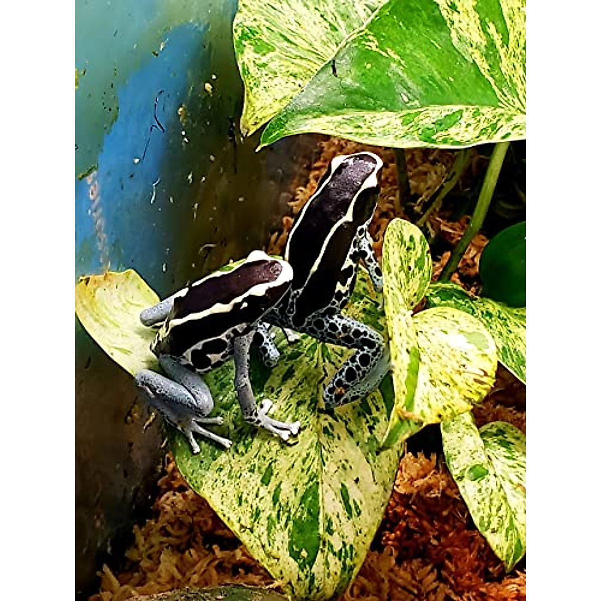 Josh's Frogs Bioactive Dart Frog Substrate Vivarium Bundle- Extra Large