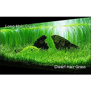 3 Fresh Water Live Plant Seeeds for Aquarium and Fish Tank, 3 Different Aquatic Plant Decor Water Grass Dwarf Mini Tiny Leaves Hair Grass Seeed (0.36ozTiny+0.36oz Long+0.36oz Short) qwe