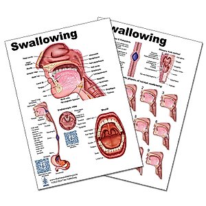 Blue Tree Publishing Swallowing anatomy education With QR Codes to see active animation (A4 laminated chart)
