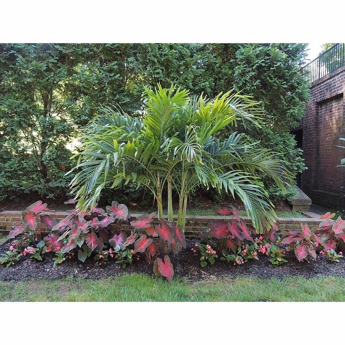 Caladium Red Flash,(10 Bulbs) Thrives in Heat and Humidity, Elephant Ears
