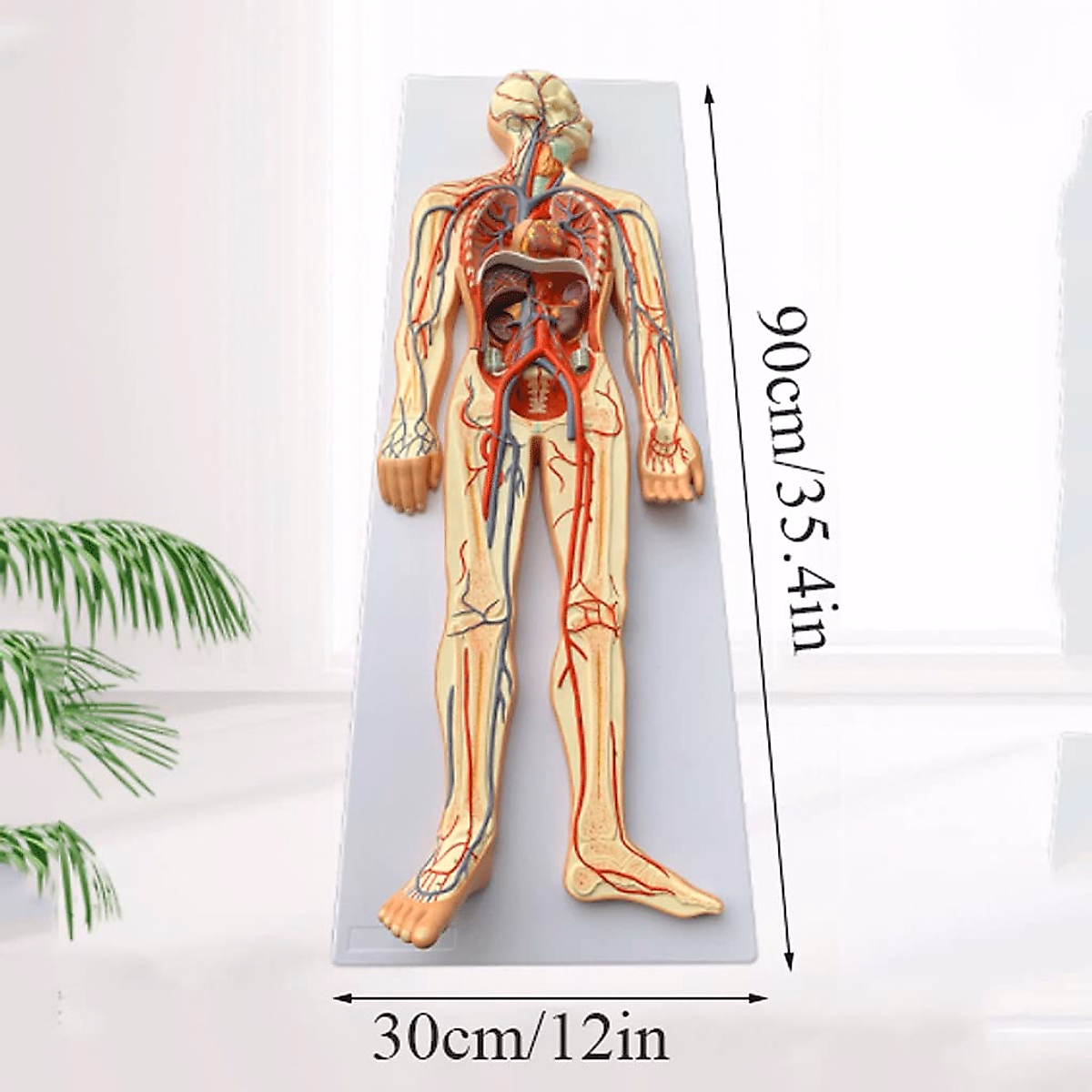 Model Teaching Model Human Circulatory System Model Whole Body Internal Organs Anatomy Model Cardiovascular Demonstration Model for Teaching