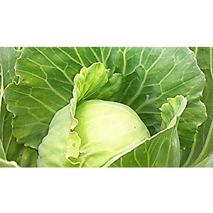 Golden Acre Cabbage Seeds for Planting, 500+ Heirloom Seeds Per Packet, (Isla's Garden Seeds), Non GMO Seeds, Botanical Name: Brassica oleracea