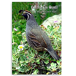 CALIFORNIA postcard set of 20 postcards. CA post card variety pack containing 20 different post cards. Made in USA.