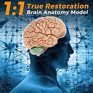 WICHEMI Human Brain Model 9-Part Model of Brain Life Size Brain Anatomy Model w/Display Base for Teaching Neuroscience with Vessels Science Classroom Study Display Learning Medical Model