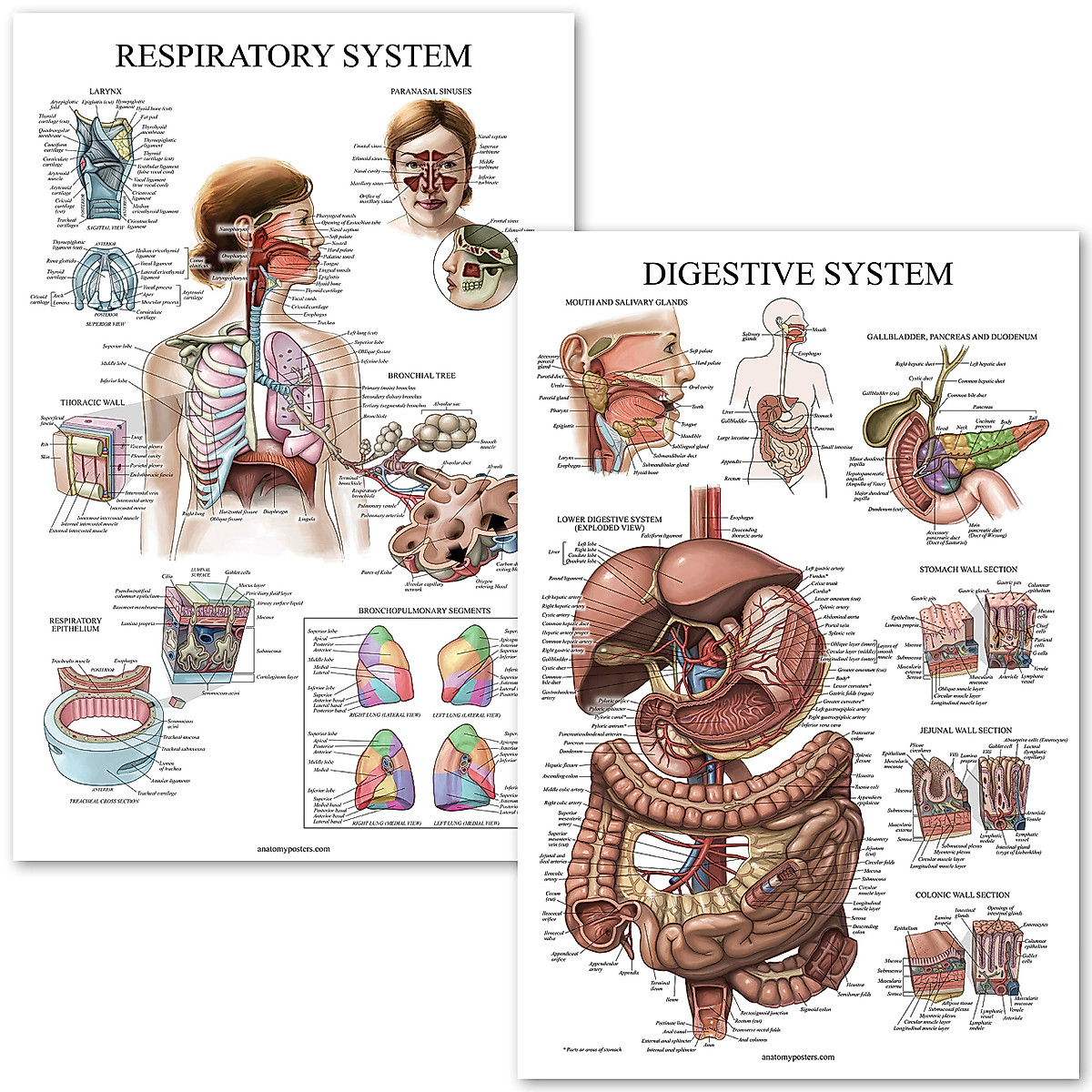 Palace Learning Digestive System & Respiratory System Anatomy Posters - Laminated 2 Chart Set - 18" x 24" (Digestive/Respiratory)