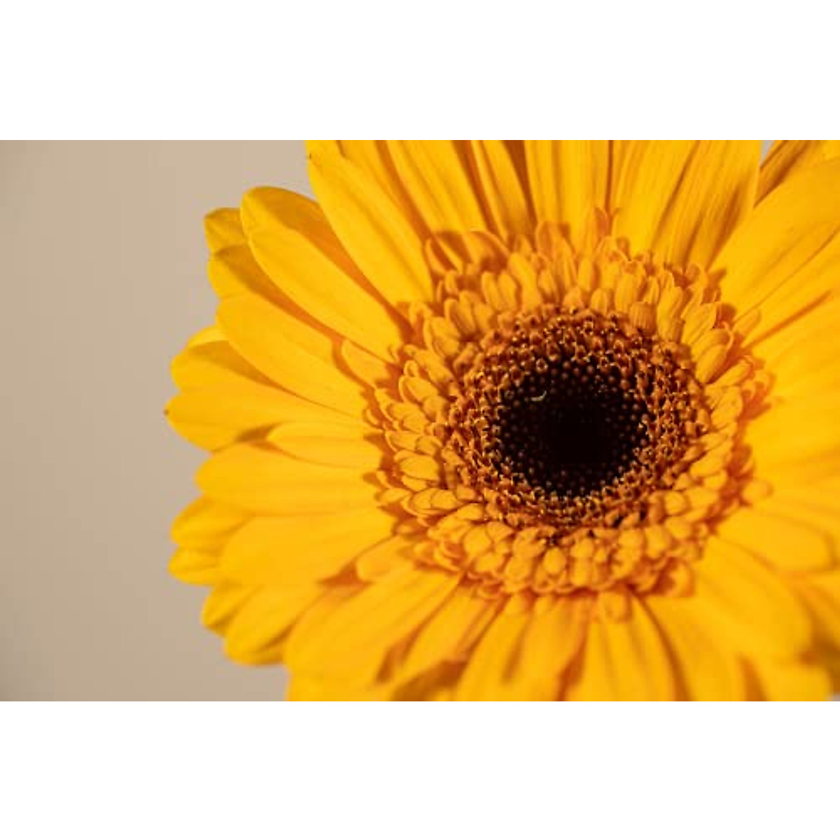 Photo Studio Light Box, Mini LED Shooting Tent Kit 16x16x16” 6000K 8W Portable Table Top Lighting Shooting Tent Kit Foldable Cube with 2x20 LED Lights 3 Color Backdrops