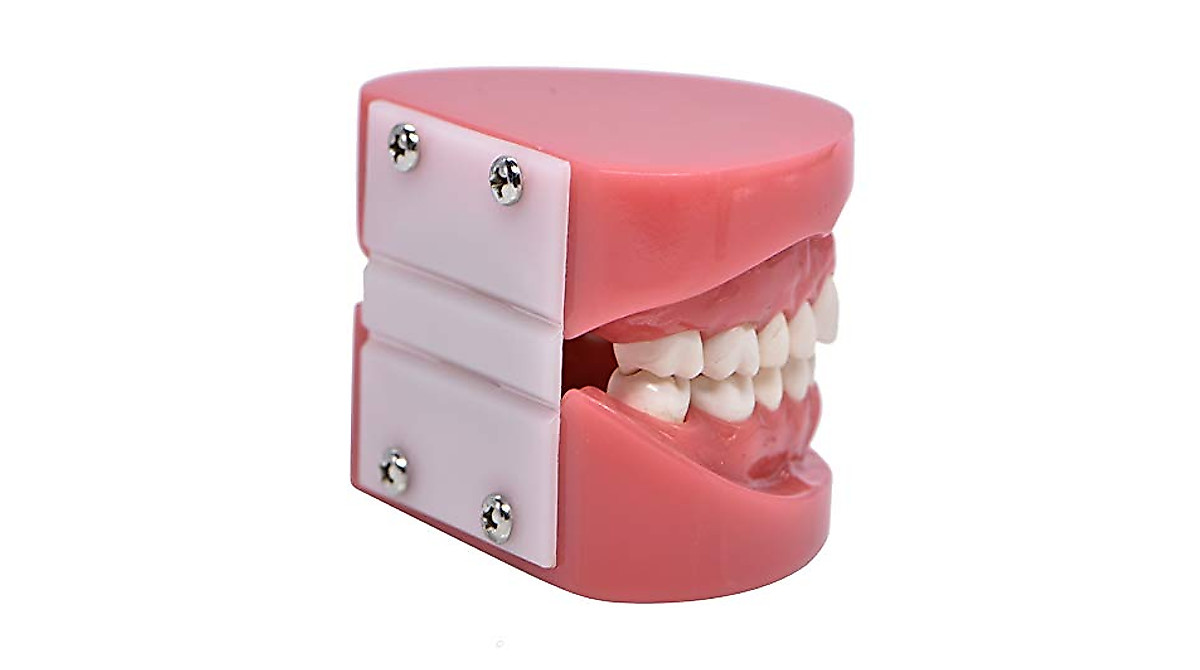 Dental Typodont Model for Teaching and Practice | Realistic Teeth ...