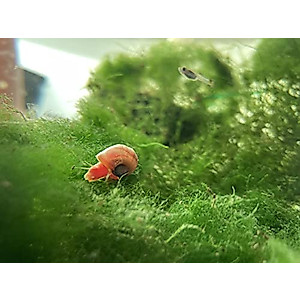 Ramshorn Snails - Pink - Leopard - Gold - Mixed Colors - Live 10+ for Freshwater Ponds/Aquariums - Bred and Raised by Bubbles Up Aquatics, pink, red, blue, gold, brown