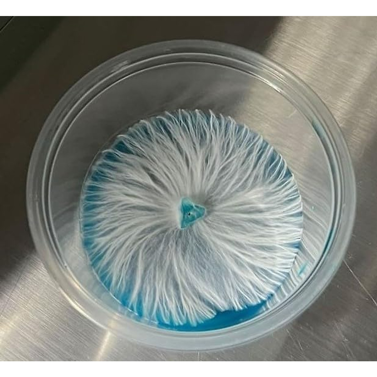 Booming Acres 70mm Potato Dextrose Yeast Colored Agar Cup 15 Pack | Premade Prepoured Sterile Agar Cups