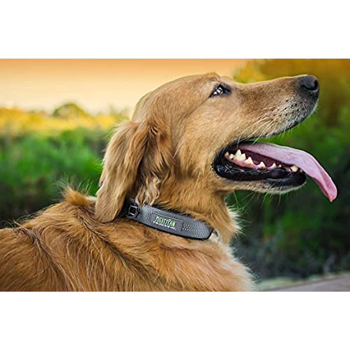 Mighty Paw Neoprene Padded Dog Collar, Reflective Running Dog Collar, Premium Quality Sports Collar, Extra Comfort for Active Dogs
