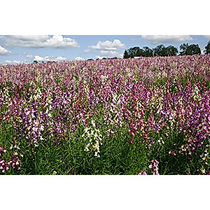 Toadflax Dwarf Fairy Mix Bouquet Flower Seeds, 5000+ Seeds Per Packet, (Isla's Garden Seeds), Non GMO & Heirloom Seeds, Botanical Name: Linaria Maroccana, Great Home Garden Gift