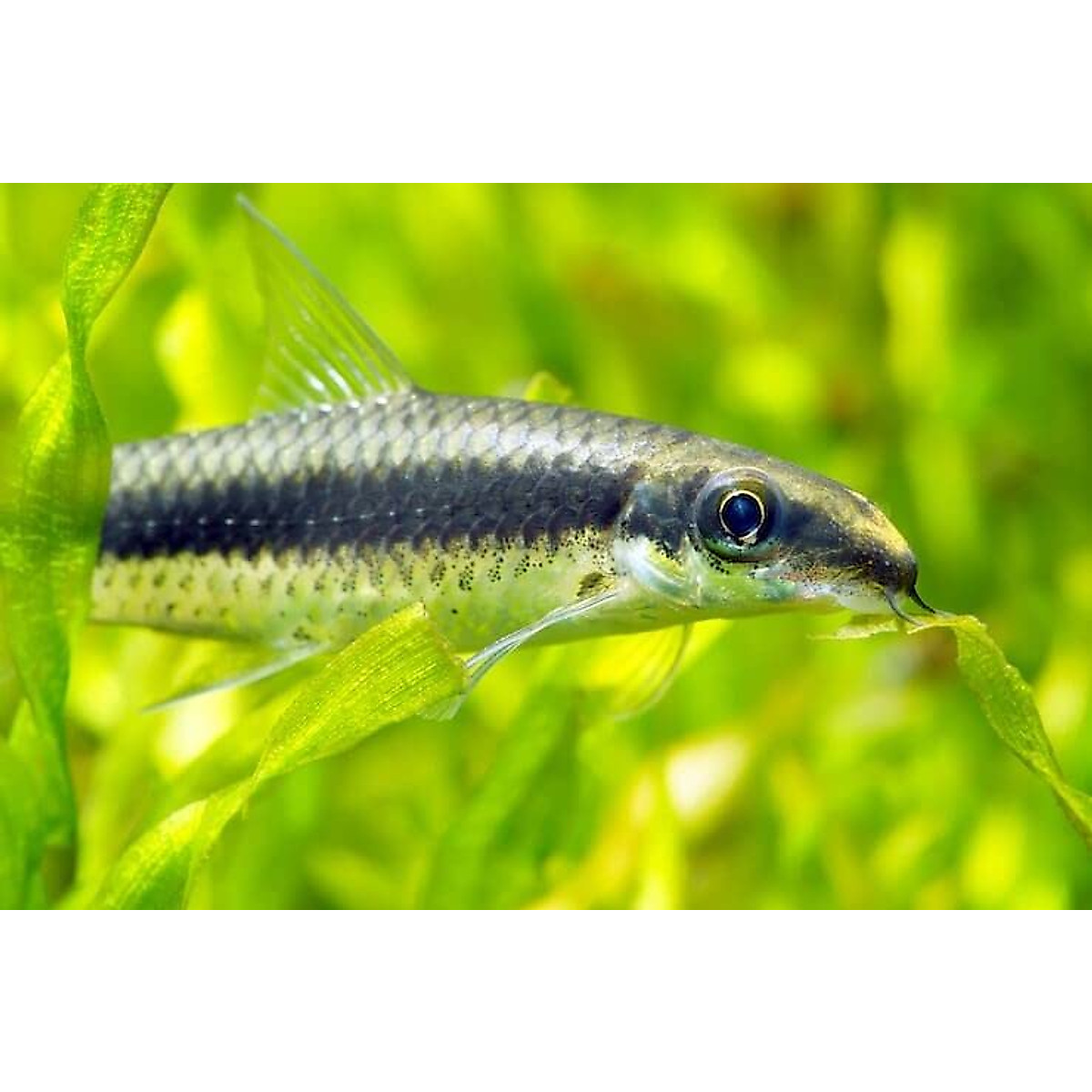 Siamese Algae Eater Live Fish - 8 Pack Live Freshwater Aquarium Fish