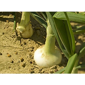 Waveliker Yellow Onion Seeds 300Pcs Spring Sweet Candy Onions Heirloom Vegetable Non-GMO Organic Garden Seed USA Seed Plants of Onion