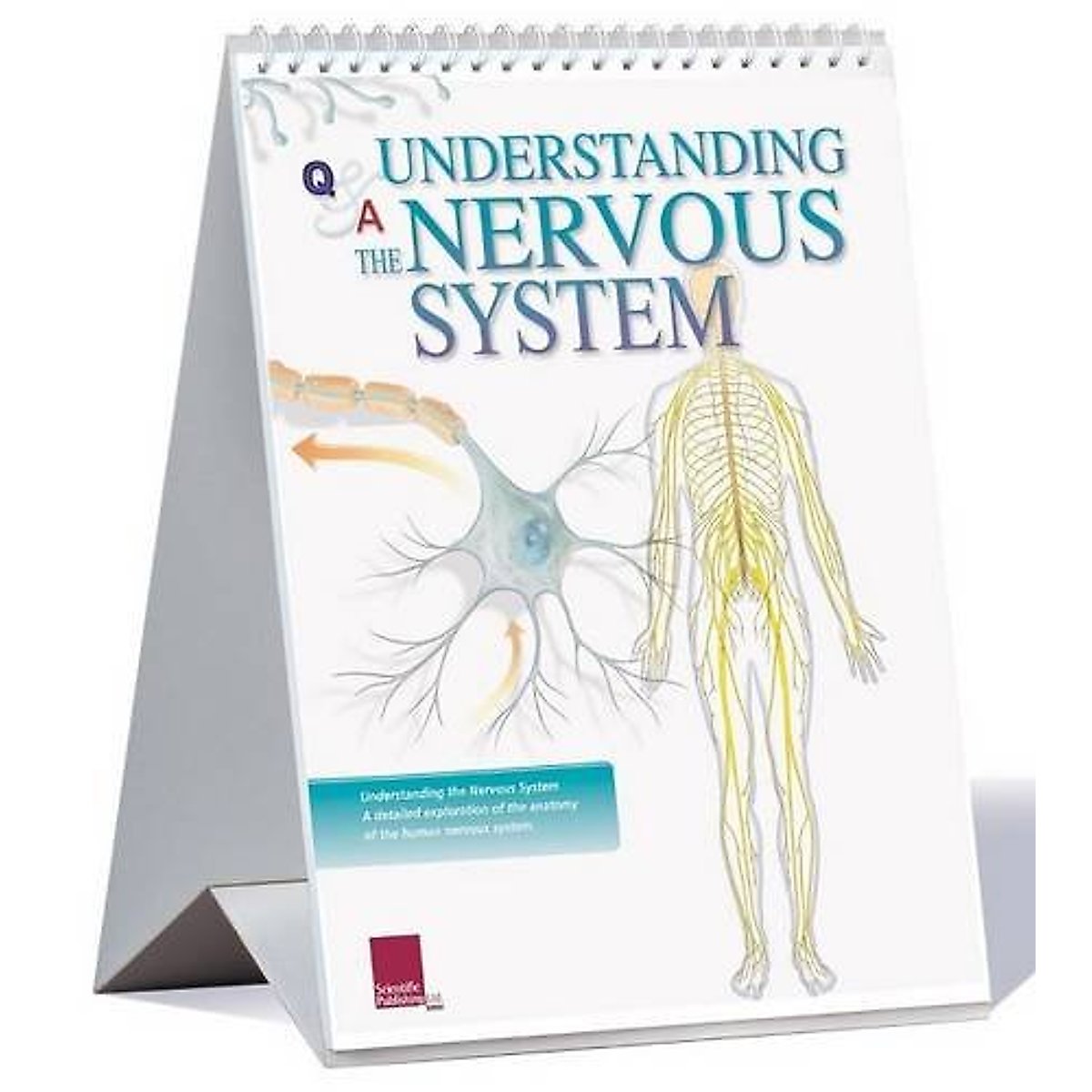 Understanding the Nervous System Flip Chart (Anatimical Flip Chart)
