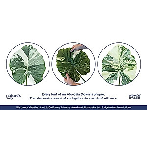 Nature's Way Farms Alocasia 'Dawn' Variegated (25-30" Tall) - Rare Live Indoor Plant, Unique Foliage