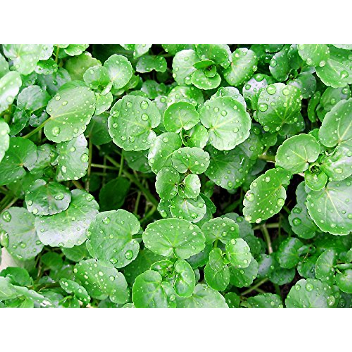 200+ Watercress Seeds Heirloom Non-GMO Delicious Superfood! Easy to Grow! from USA