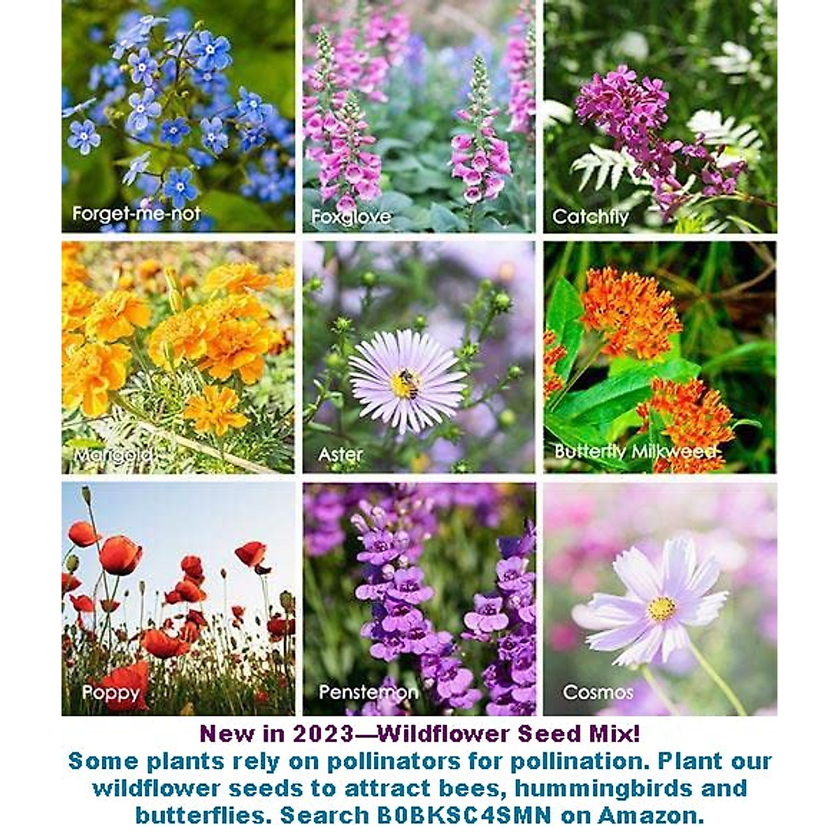 Cilantro Seeds for Planting-Slow Bolt,香菜.Non GMO Seeds for Sprouting,Herb Seeds for Planting Home Garden and Hydroponic Pods(100 Slow Bolt Cilantro Seeds for Planting,1g) USA