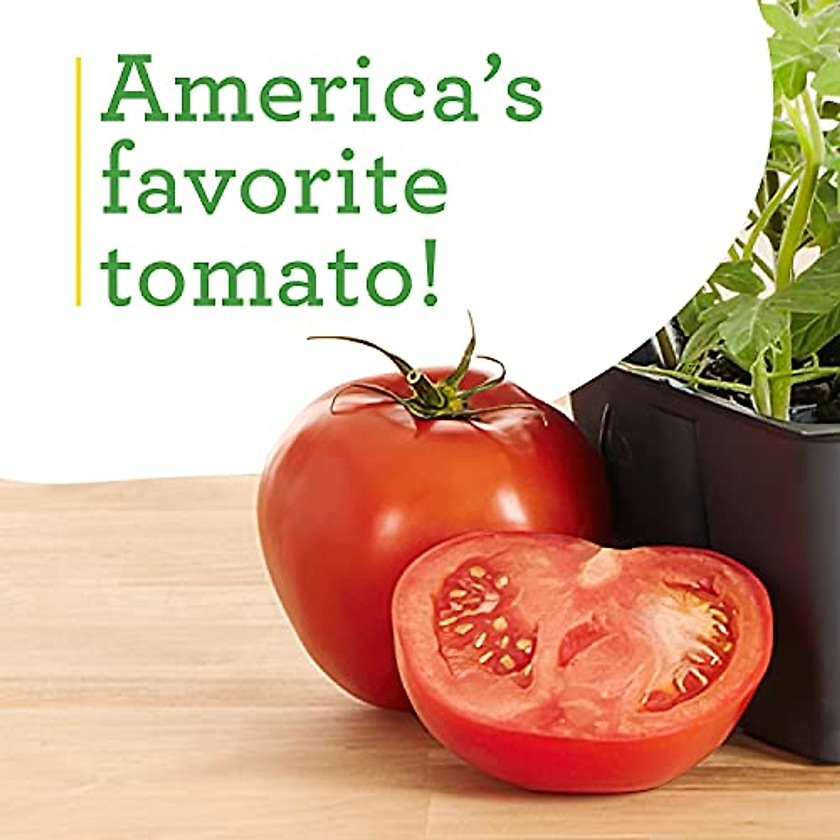 Bonnie Plants Better Boy Tomato: 4 Pack Live Vegetable Plants, Disease Resistant, Large 16 oz Fruit Size, Non-GMO, Red