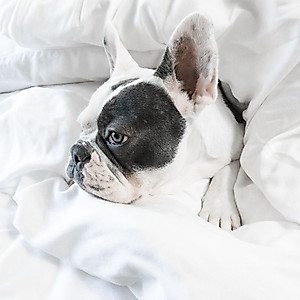 Wooflinen Premium 100% Viscose Derived from Bamboo 4pc Sheet Set - Full - Deep Pocket Fitted up to 16 Inch - Breathtakingly Soft and Cool Sheets in Matte White