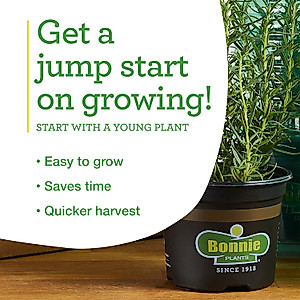 Bonnie Plants Sweet Basil Live Herb Plants - 4 Pack, Warm Season Annual, Italian & Asian Dishes