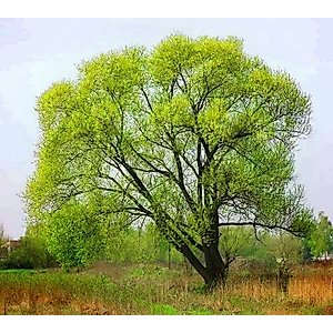 10 Black Willow Tree Cuttings - Beautiful Shade and Privacy Tree - Grow 10 Black Willow Live Trees